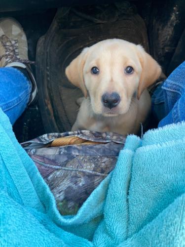 Steve Piatt: A wing and a prayer | Sports | thedailyreview.com