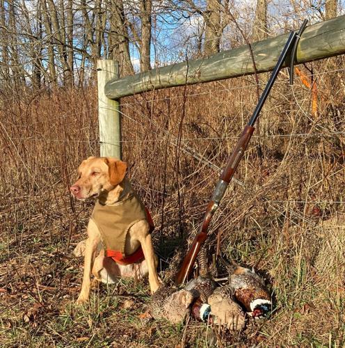 Still Out There: The right 'wrong' dog | Sports | thedailyreview.com