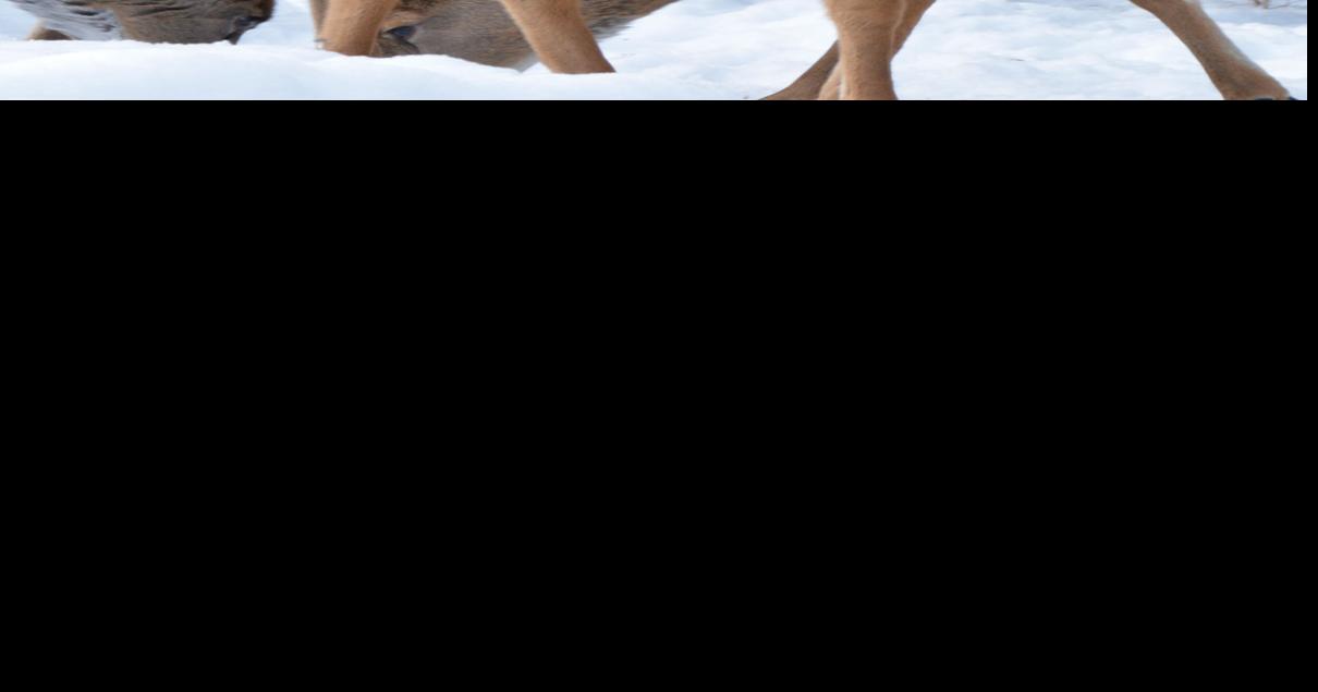 Still Out There: Anterless permit sales altered to avoid first-day ...