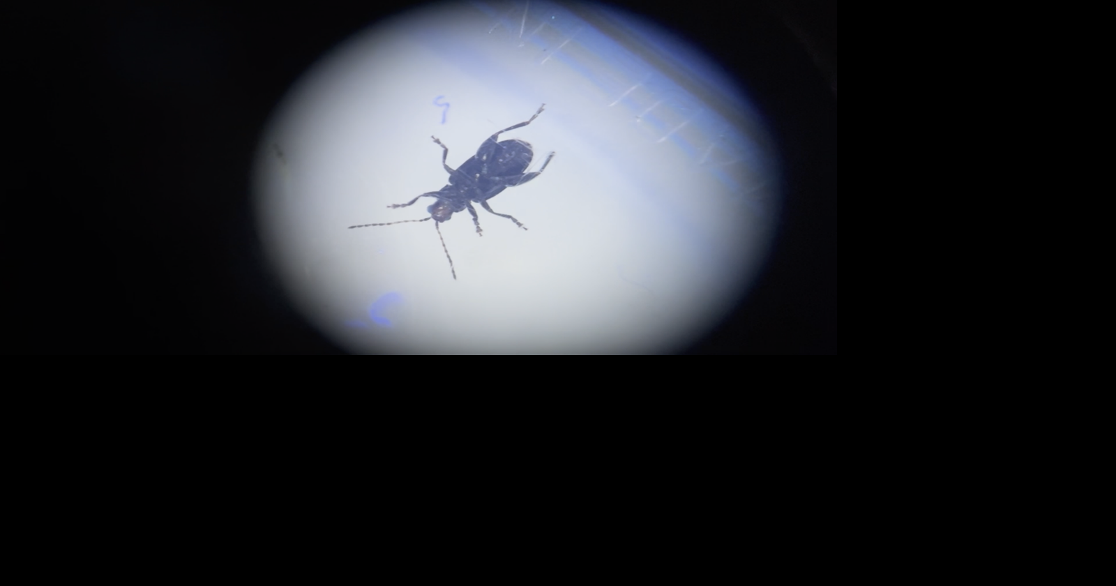 Researchers track the flight journey of the destructive red-headed flea ...