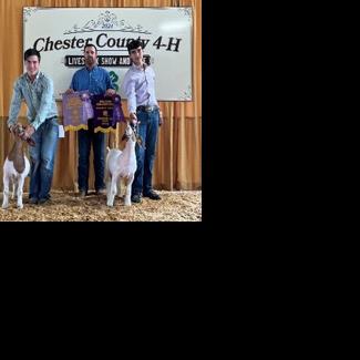 Lease brothers capture top titles at the Chester County 4-H Market Goat ...