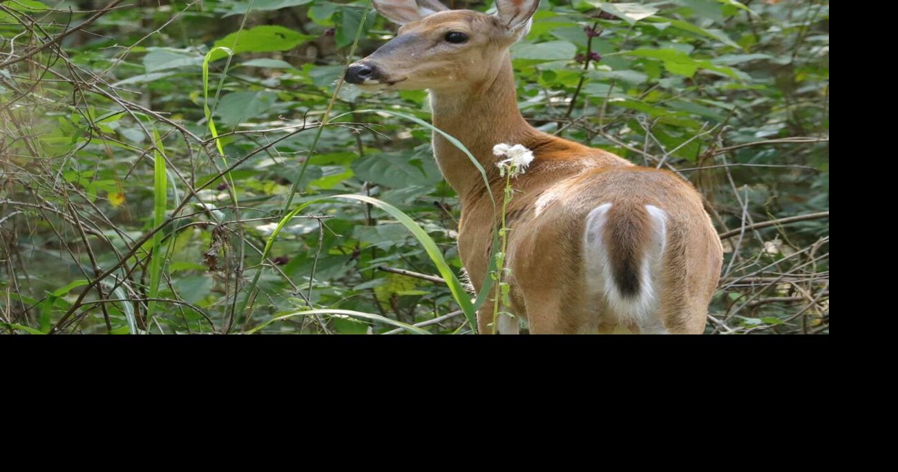 Still Out There: Plenty of antlerless tags this fall | Sports ...