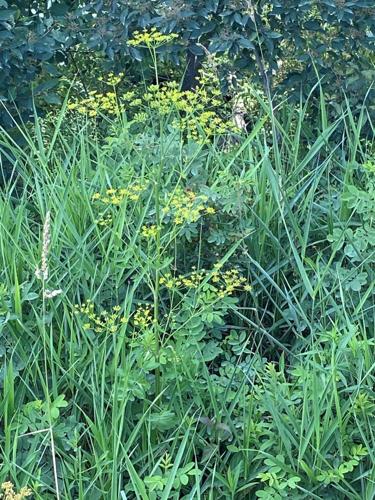 CONSERVATION CORNER: Plants that cause severe burns | Local/Regional ...