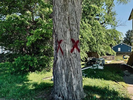 South Waverly Borough Council seeks solution to dead tree problem ...