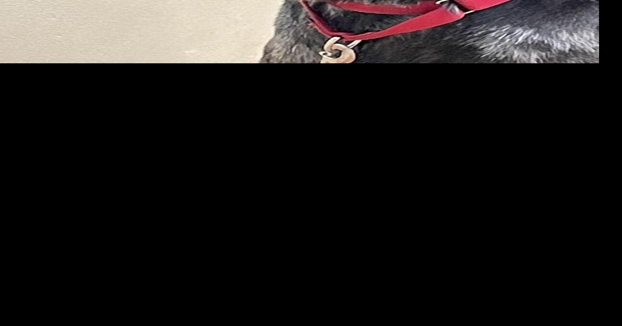 Happy Tails raising funds for Joe | Local/Regional | thedailyreview.com