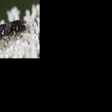 Backyard bee watchers, photographers help discover multiple new species ...