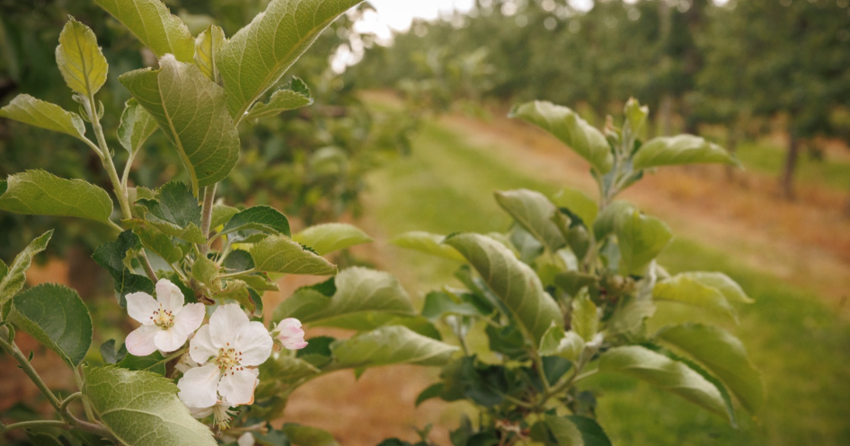Rollins signs disaster declaration to provide relief for Pa. fruit ...