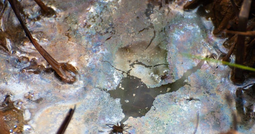 CONSERVATION CORNER: There is an oily sheen to my pond’s water. Should ...