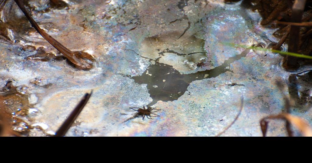 CONSERVATION CORNER: There is an oily sheen to my pond’s water. Should ...