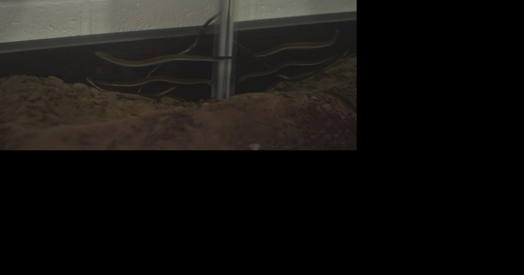 Eels invade area classrooms | Local/Regional | thedailyreview.com