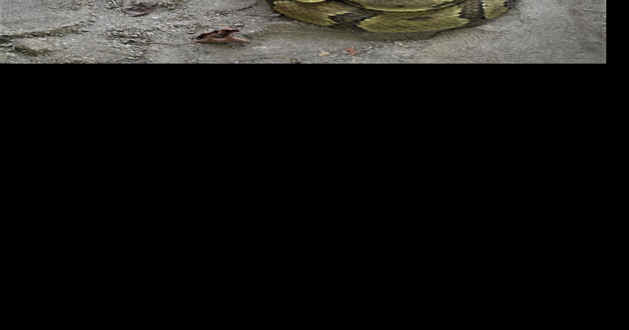 One of only two PA rattlesnake hunts held in Monroeton | Local/Regional ...