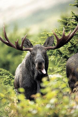 NY monitoring moose population | Sports | thedailyreview.com