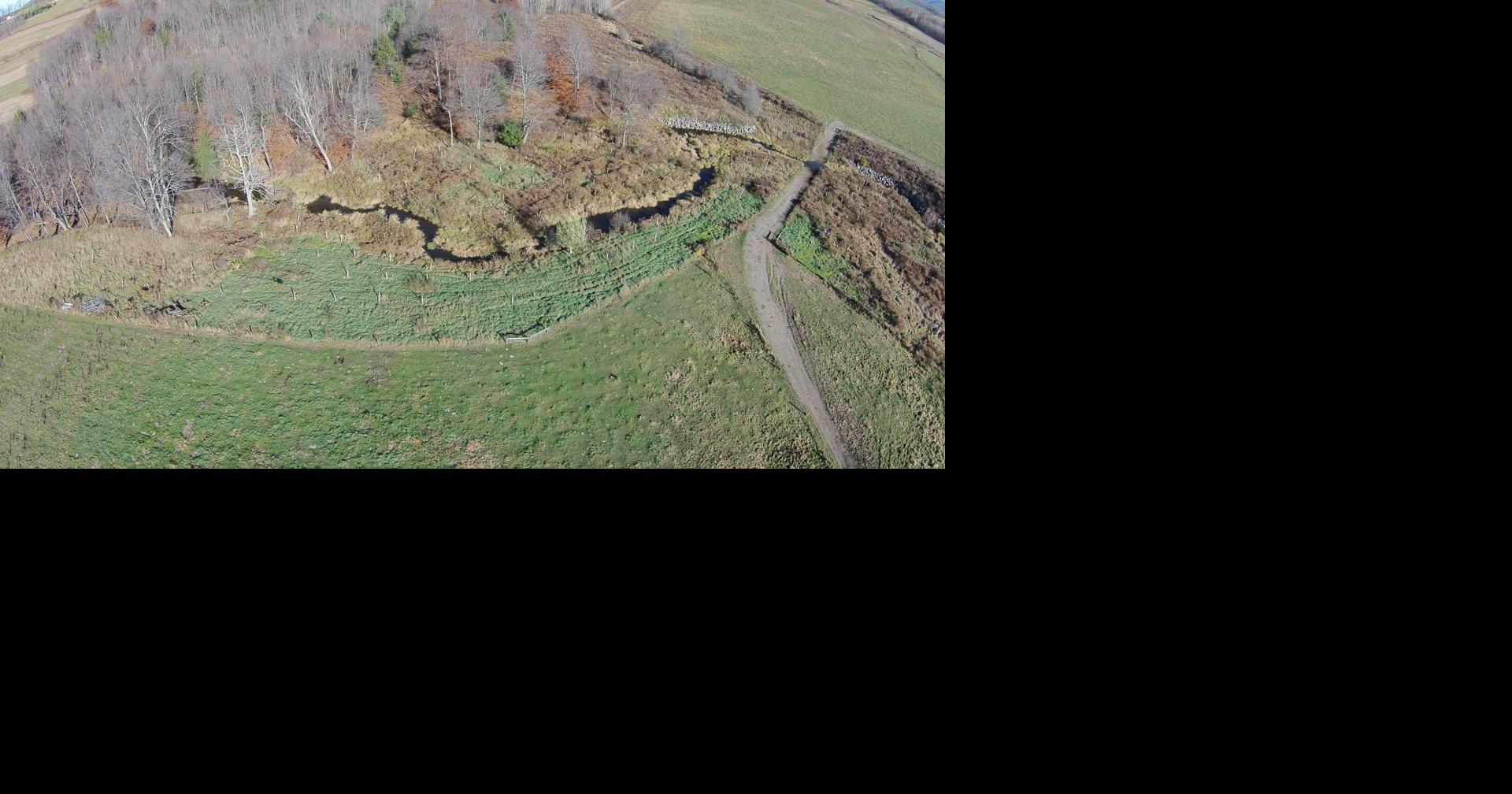 CONSERVATION CORNER: Trees and streams – they grow well together ...