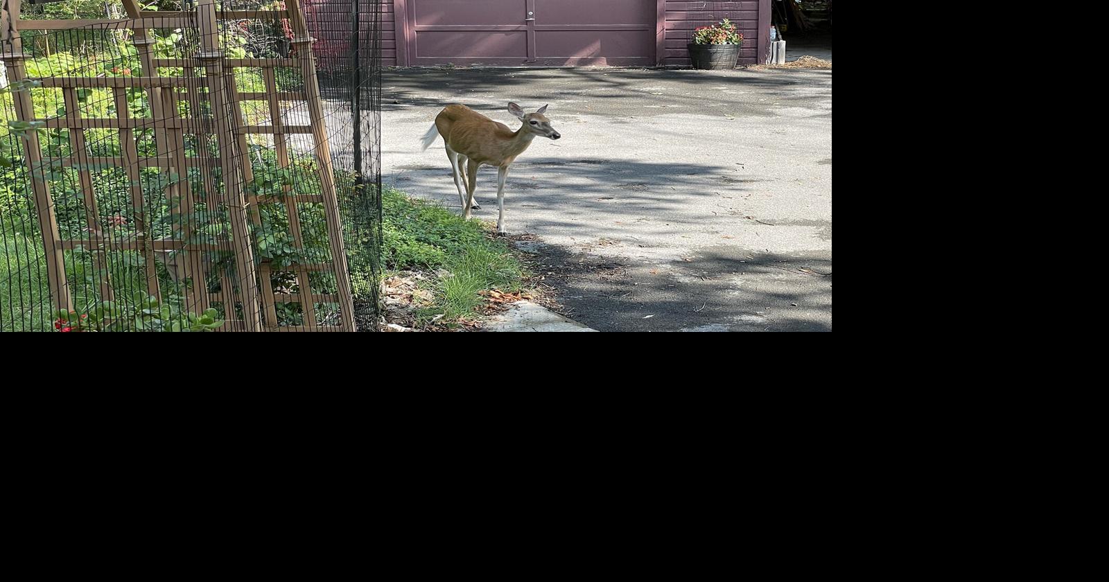 Don't feed the deer in Oneonta, task force urges residents | Local News ...