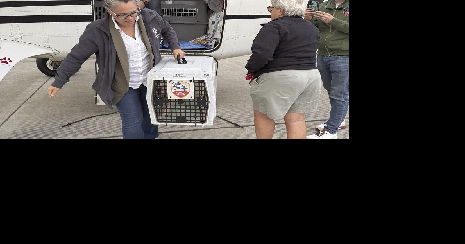On the Bright Side: SQSPCA helps hurricane-displaced pets | Local News ...