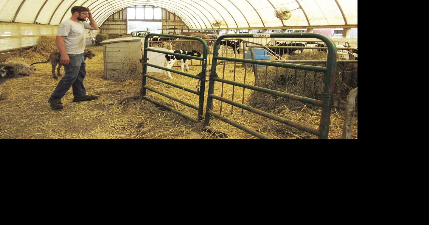 Colchester farm to host dairy tour | News | thedailystar.com