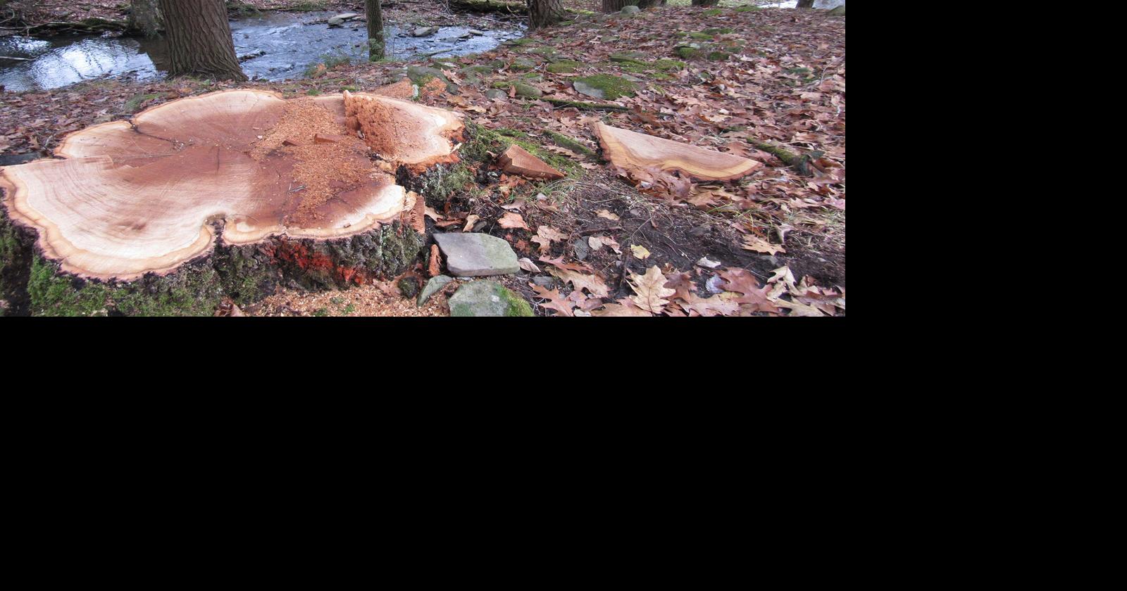 Oneonta begins logging 400 acres of land near Wilber Lake | Local News ...