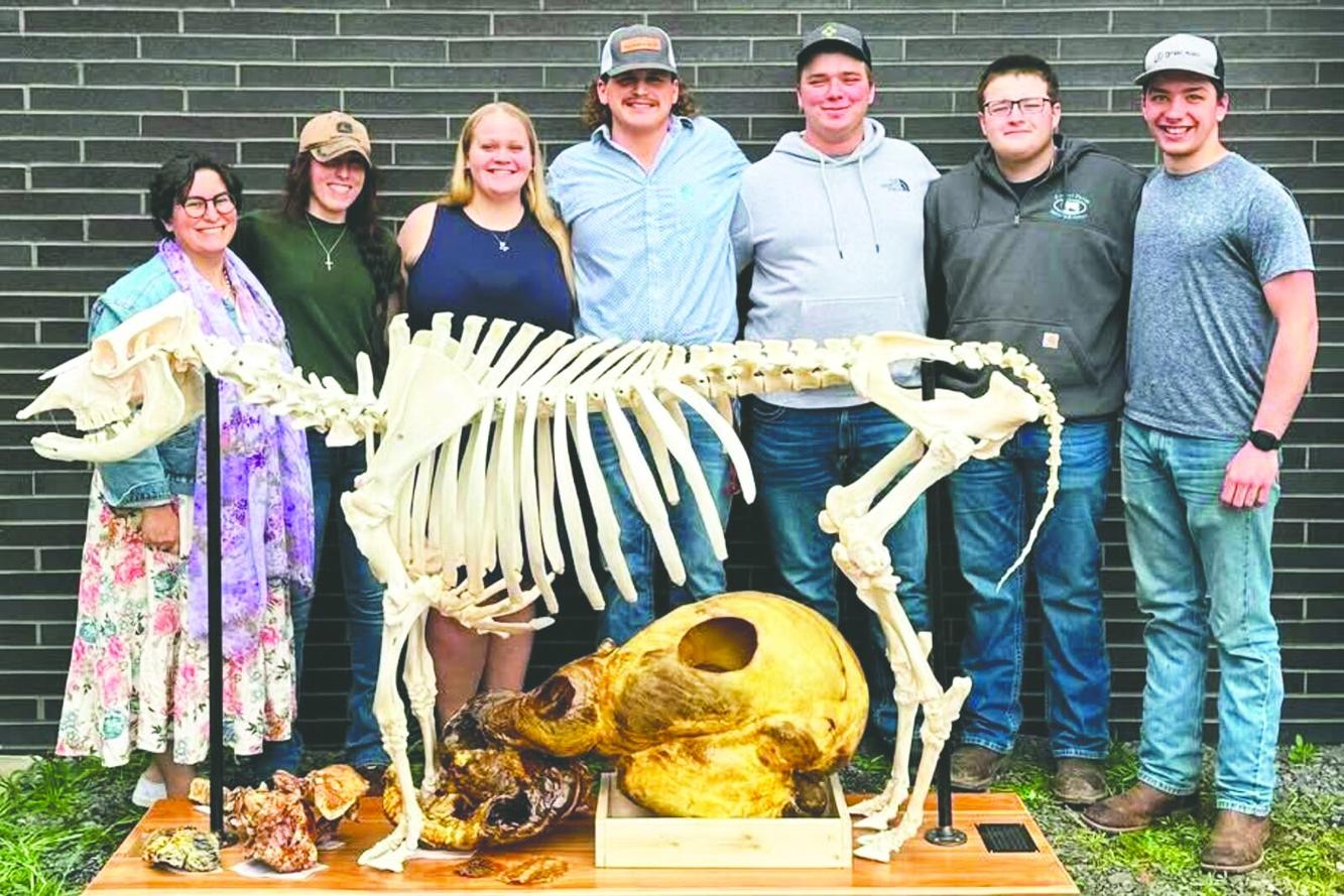 SUNY Cobleskill students preserve cow as teaching tool | Local News ...