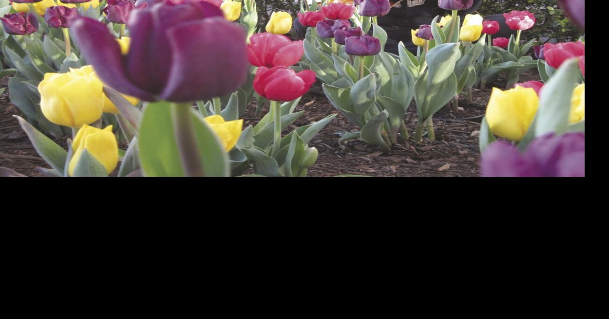 Concert to celebrate women singer-songwriters | Entertainment News ...