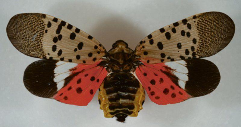 State: New invasive insect threatens crops | Local News | thedailystar.com