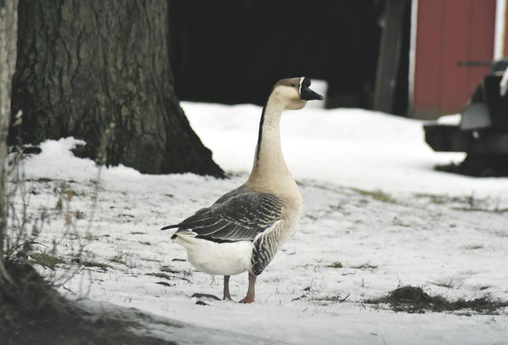 Daily Star Focus: Feb. 14, 2020 | Featured | thedailystar.com