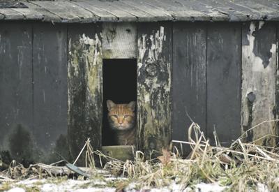 Local group hopes to reduce feral cat populations in Otsego County ...