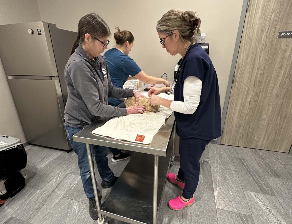 SQSPCA takes in almost 40 cats from Unadilla, Utica homes | Local News ...
