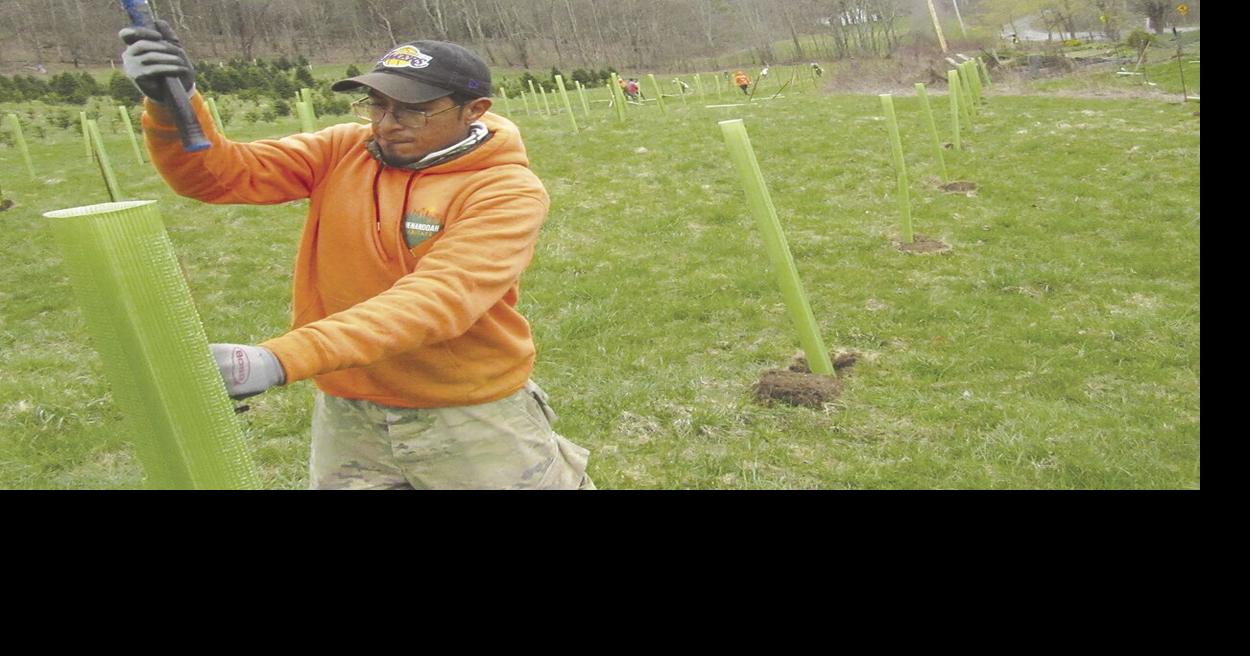 Reforestation crew plants 900 trees in Schenevus | Local News ...