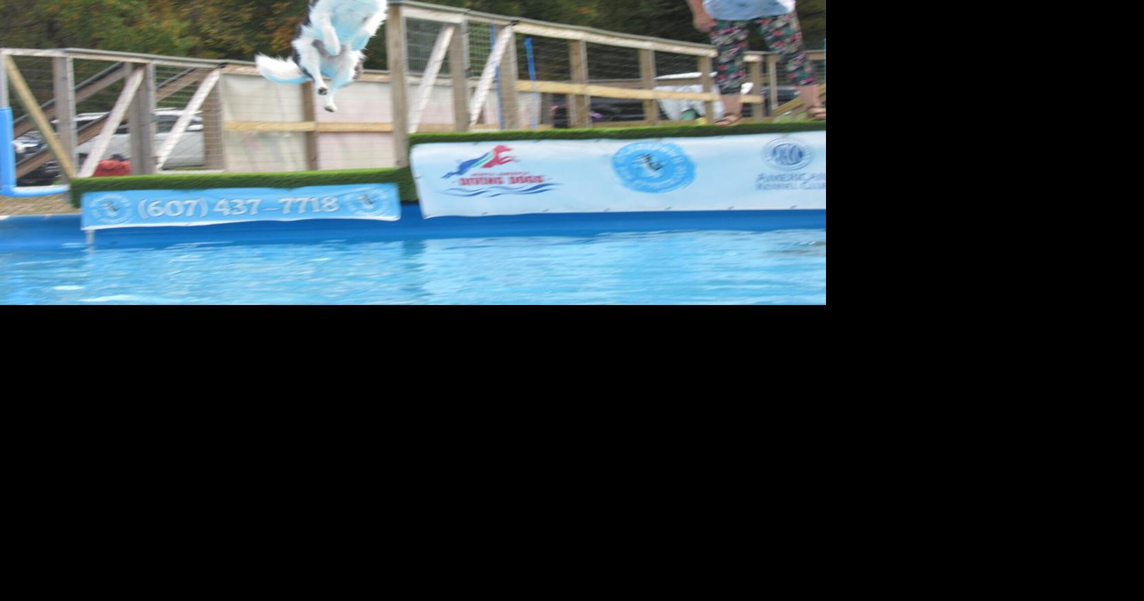 On the Bright Side: Dogs make a splash at Bainbridge dock diving ...