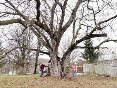On the Bright Side: Oneonta butternut tree declared largest in state ...