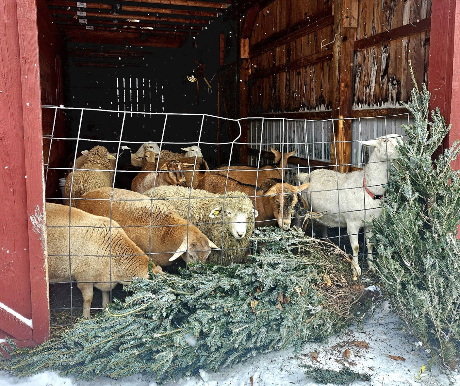 Andes farm feeds castoff Christmas trees to its goats | Local News ...