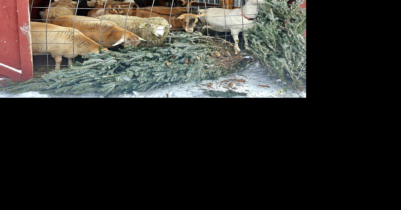 Andes farm feeds castoff Christmas trees to its goats | Local News ...