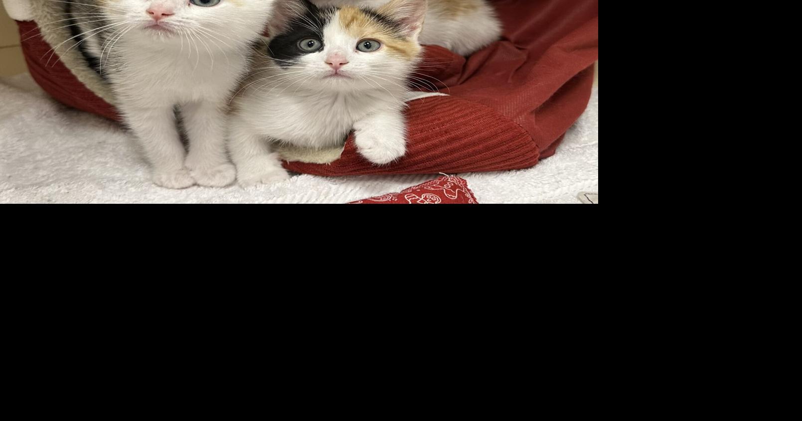 SQSPCA seeks volunteers to foster kittens | Local News | thedailystar.com