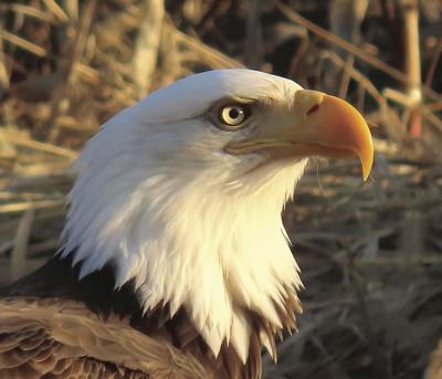 Sidney library to host photography exhibit | News | thedailystar.com