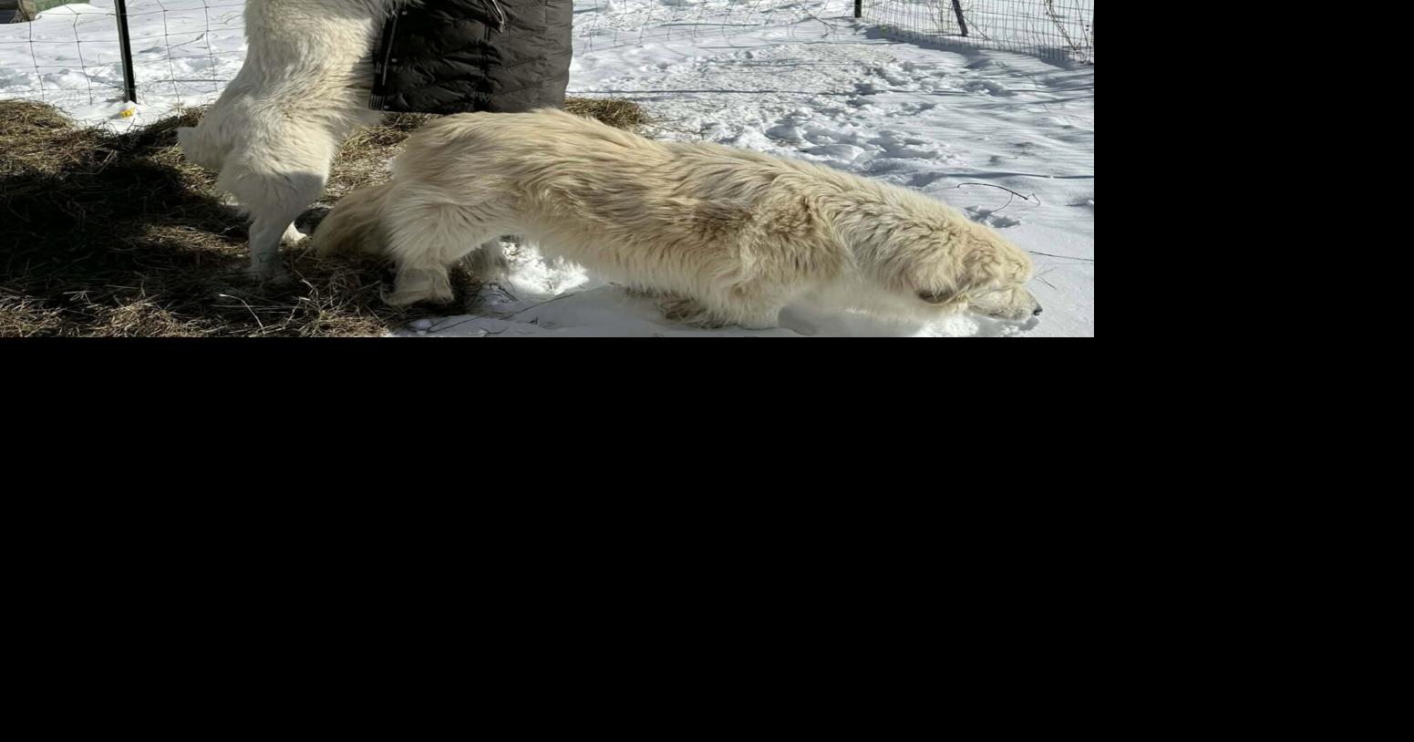 Shelter takes in farm animals from Guilford residence | Local News ...