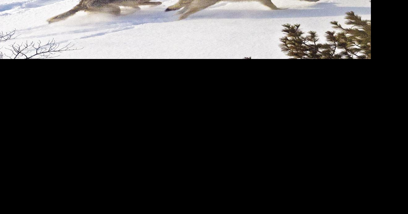 Wolves that nearly died out from inbreeding recovered, now helping a ...