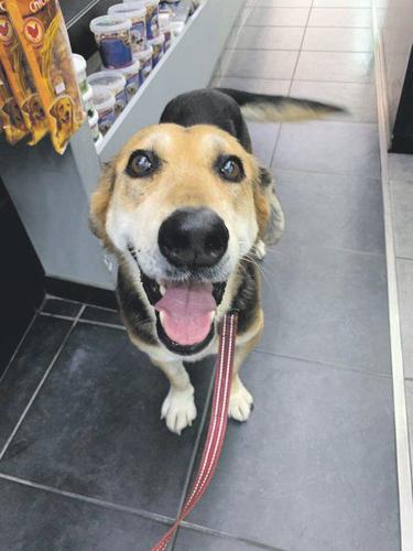 Shelter staff to bring 13 dogs from Lebanon | Local News | thedailystar.com