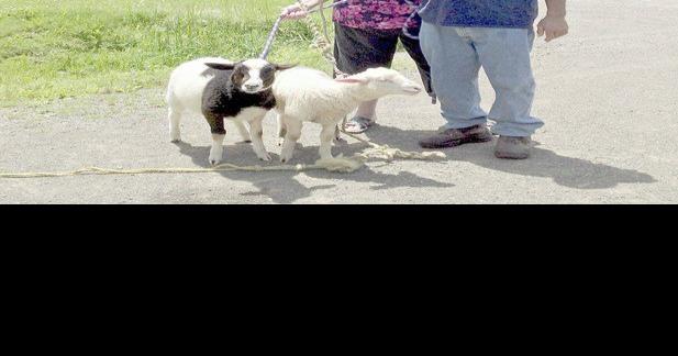 Lamb slaying leaves family unnerved | Local News | thedailystar.com
