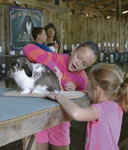 Animal displays take center stage at county fair | Local News ...