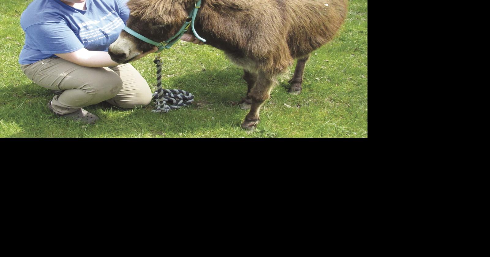 More than 100 animals seized from New Berlin farm | Local News ...