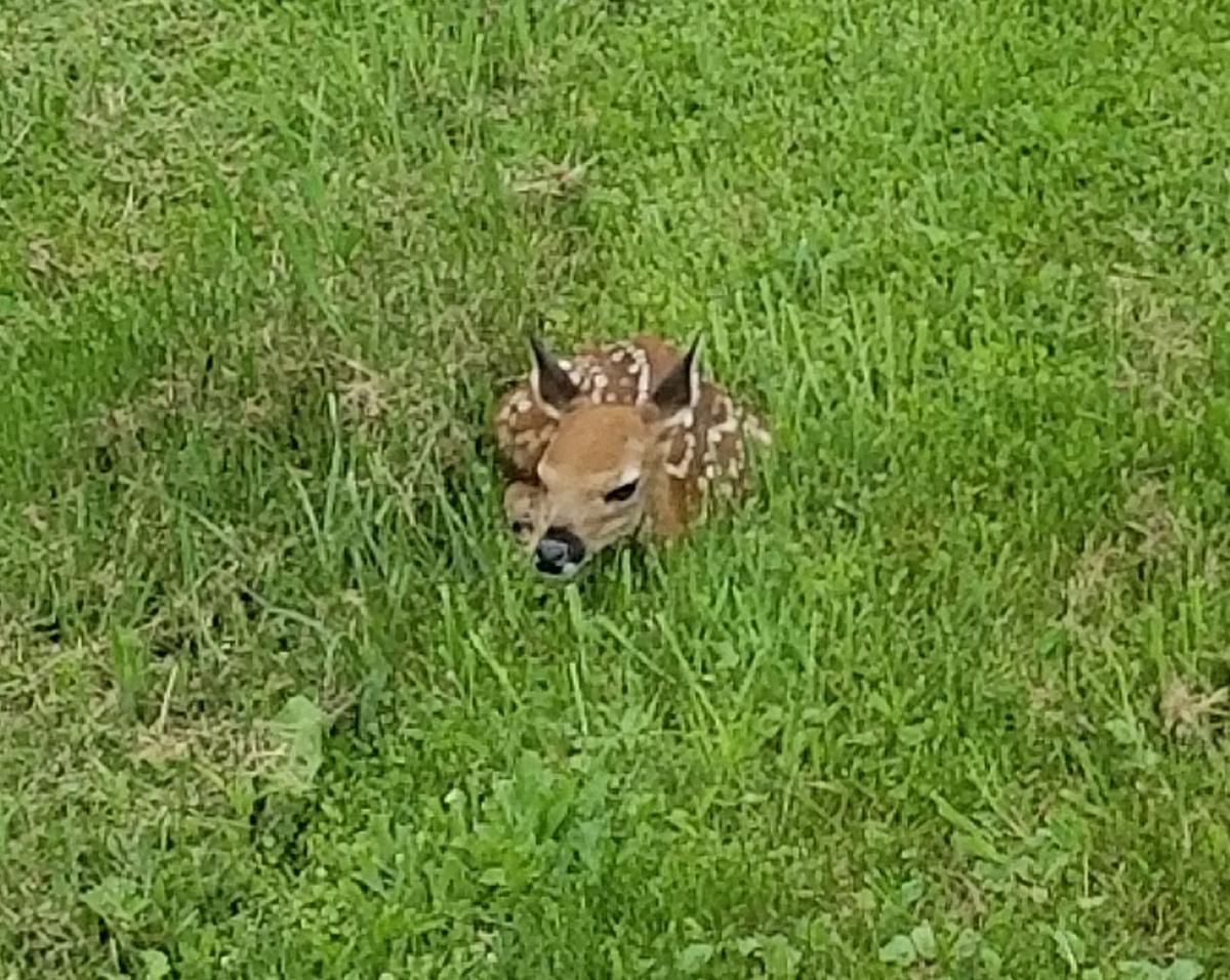 DEC reminds public: Leave infant wild animals alone | Local News ...