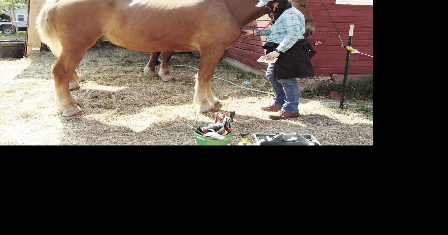 Young farmers learn about raising draft horses | News | thedailystar.com