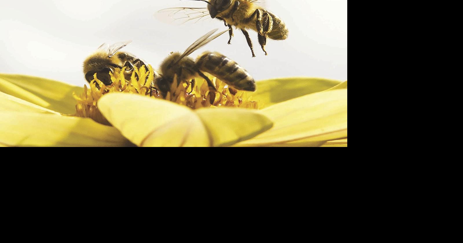 Bees | | thedailystar.com
