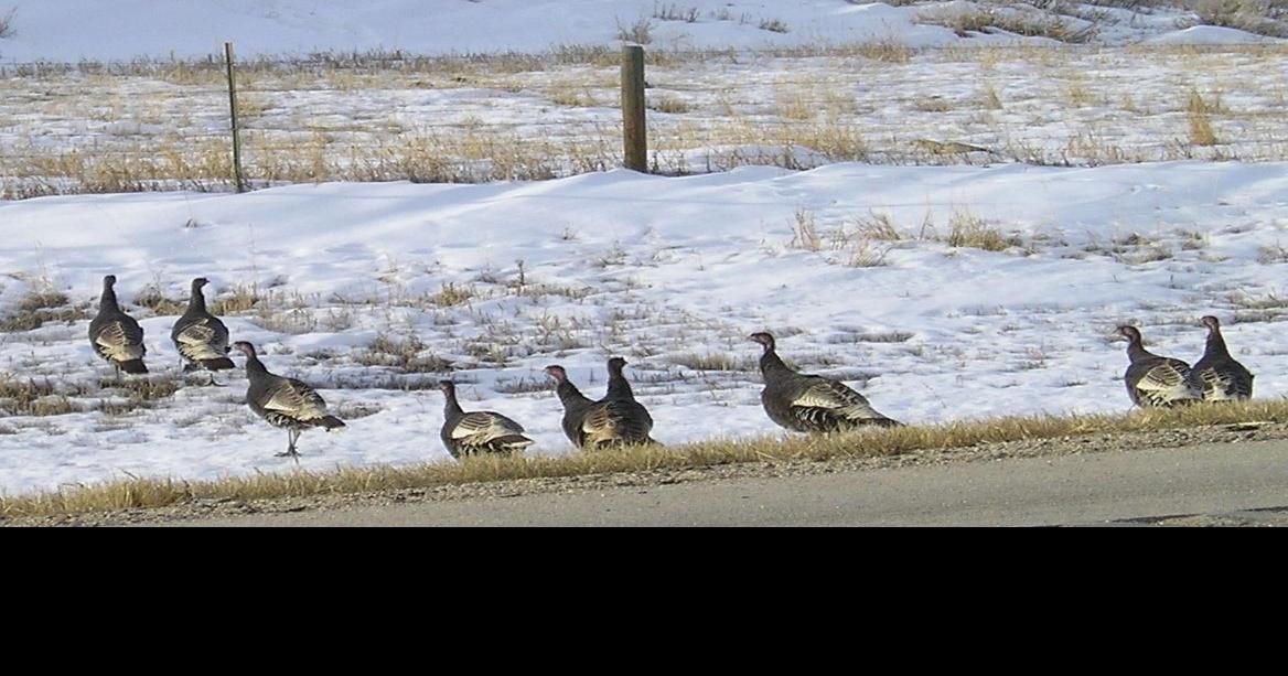 Coping with predators and blizzards, New York's wild turkeys survive ...