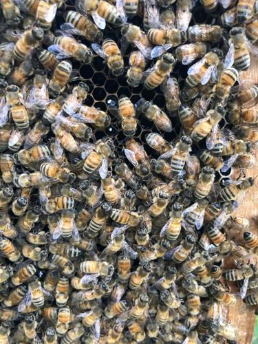 A diet of royal jelly isn't the only thing that makes a queen bee ...