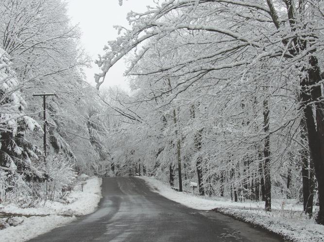 Heavy, wet snow downs trees, knocks out power | News | thedailystar.com
