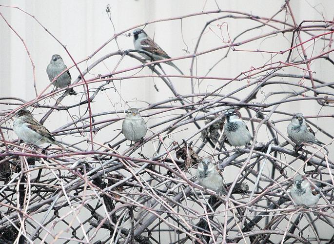 Daily Star Focus: Jan. 27, 2016 | Local News | thedailystar.com