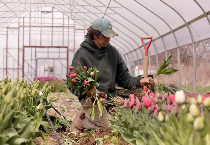 Northeast flower and fruit farmers grapple with whiplash weather ...