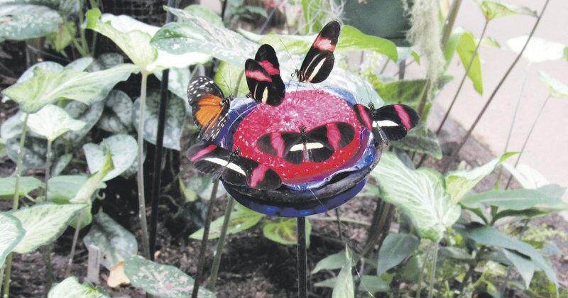 On the Bright Side: Butterfly Conservatory reopens after nearly two ...