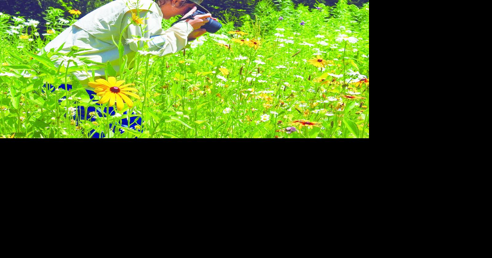 The Great Pollinator Project begins at Rogers | Local News ...